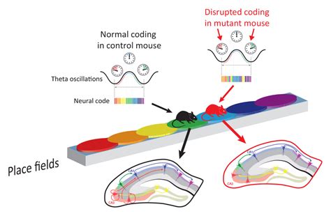 The Brain Clock That Keeps Memories Ticking