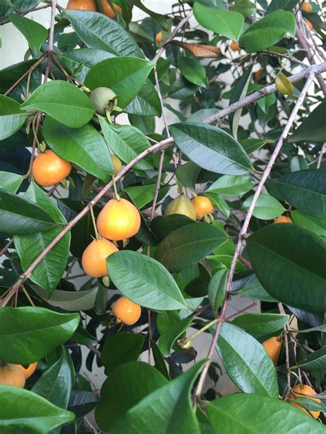 Pitomba Eugenia Luschnathiana Pot Starter Plant Fruit Starter Tree Potted 6 10 Etsy