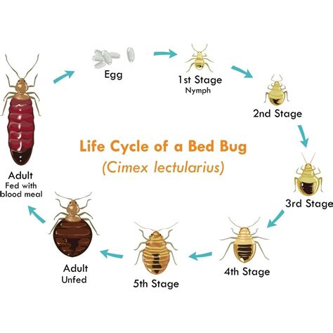 Where Do Bed Bugs Start At Janita Huang Blog