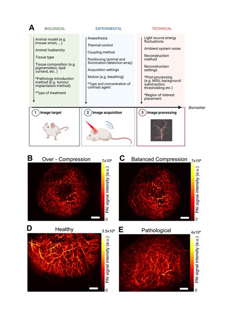Biological And Technical Variation Factors In Photoacoustic Imaging A Download Scientific