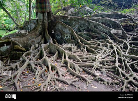 Ficus Tree Roots
