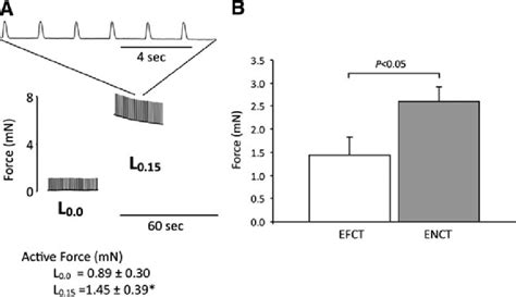 Culture Day 7 Efct And Enct Contractile Force A Representative
