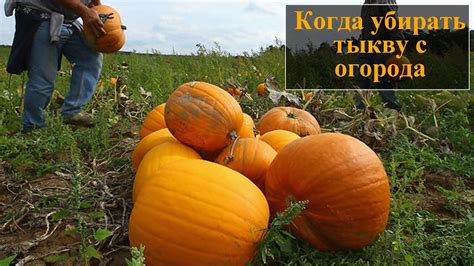 Когда убирать тыкву с огорода Youtube