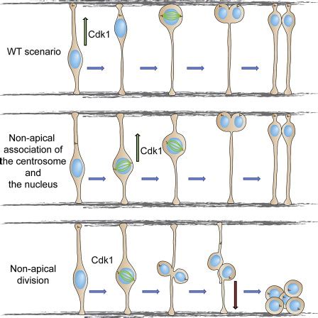 Interkinetic Nuclear Migration Is Centrosome Independent And Ensures Apical Cell Division To