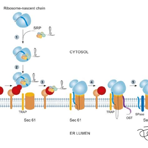 The Cotranslational Protein Targeting Pathway 1 The Srp Binds A Download Scientific Diagram