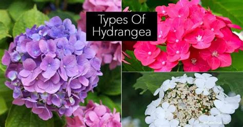 A Guide To Hydrangea Flower Types Old Wood And New Wood Bloomers