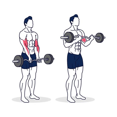 Standing Ez Bar Curl