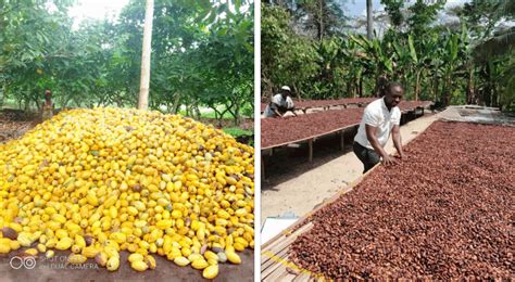 Cocoa Farming Loans Uganda Organic High Quality Cocoa Farming