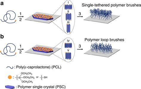 Towards Controlled Polymer Brushes Via A Self Assembly Assisted Grafting To Approachnature