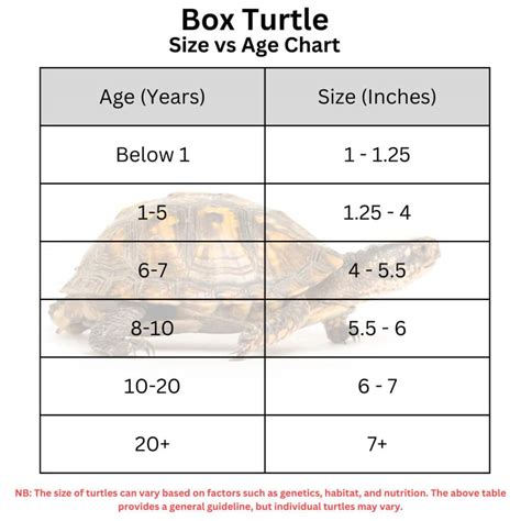 Determining A Turtles Age [calculator] The Turtle Hub