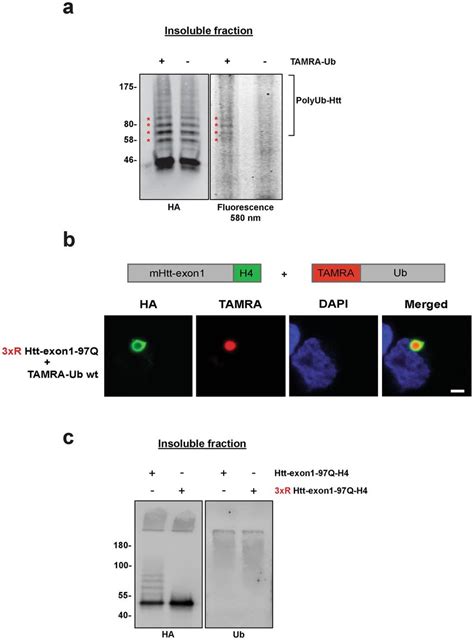 aggregated mhtt is conjugated with tamra ub a insoluble fraction of