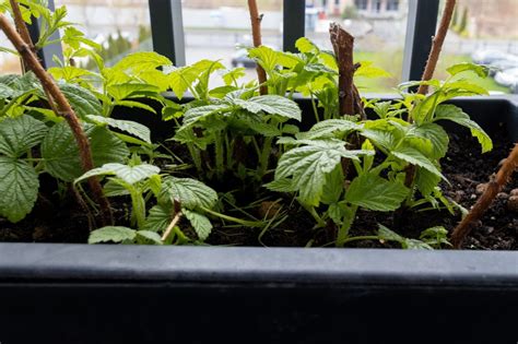 10 Essential Tips When Growing Raspberries In Pots With Recommended Dwarf Cultivars