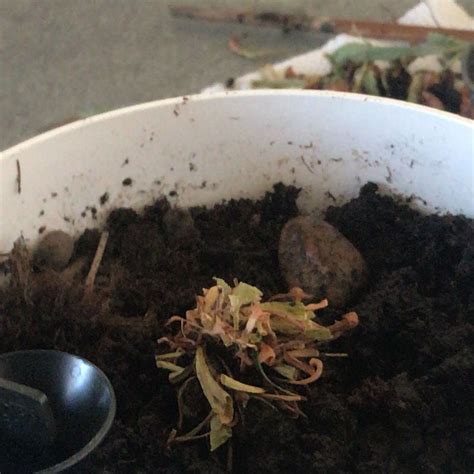 Red Bug Pitcher Plant How Much Water And Light Does It Need To Thrive