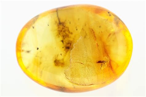 Fossil True Bug Heteroptera In Baltic Amber 275459 For Sale