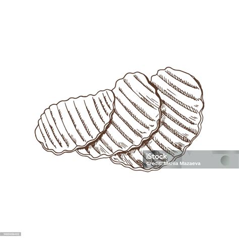 감자의 벡터 스케치 Ncrisps 에코 푸드 빈티지 벡터 일러스트레이션 흰색 배경에 고립 된 인쇄 웹 모바일 및 인포 그래픽을