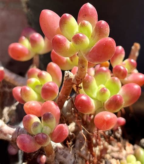 Sedum Pachyphyllum Salsa Etsy