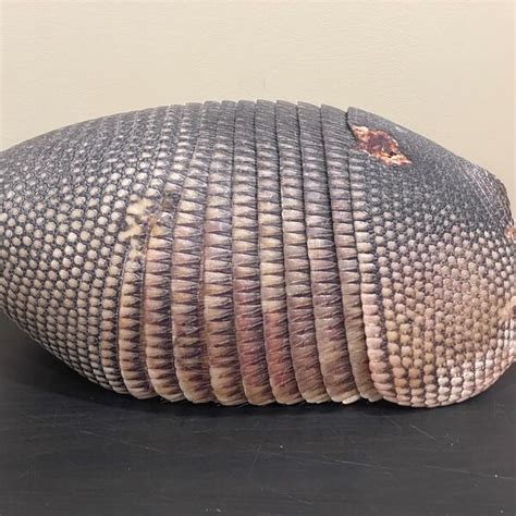 Armadillo Etsy