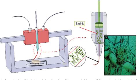 Figure 1 From Printabilitya Key Issue In Extrusion Based Bioprinting