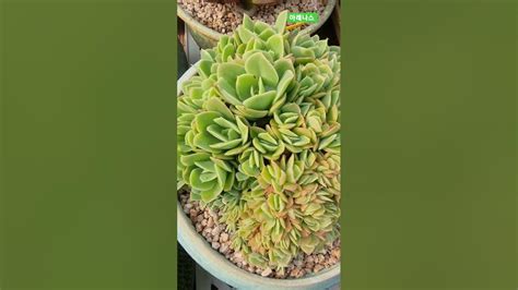 이 생명 다할 때까지 당신은 내 사랑 아레나스 생얼 및 철화 다육이 Flower 다육식물 임영웅 사랑해요 그대를 Youtube