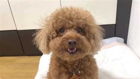 비오는날밤 유독 귀염터진 강아지 Youtube