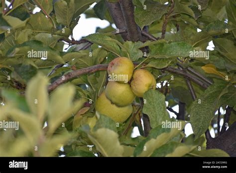 Apple Tree Stake Hi Res Stock Photography And Images Alamy