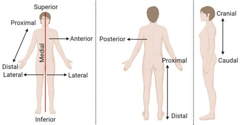 Anatomical Position Planes Variations Applications