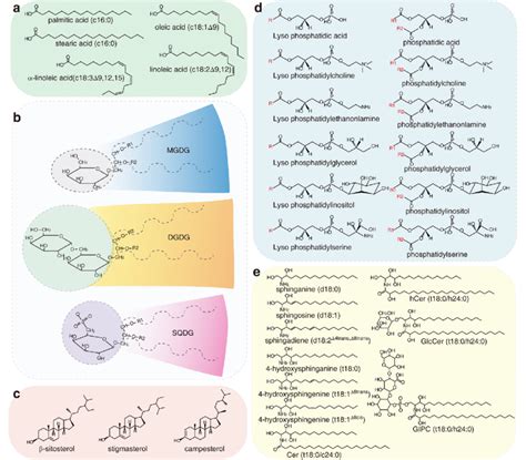 Basic Lipids Chemical Structure