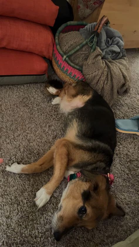 Its Been A Couple Years Since Ivdd Surgery Is There A Way To Fix How She Sleeps On Her Side