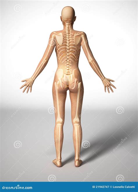 Woman Body With Bone Skeleton Back View Stock Illustration