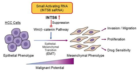 Integrator Complex Subunit 6 Regulates Biological Nature Of