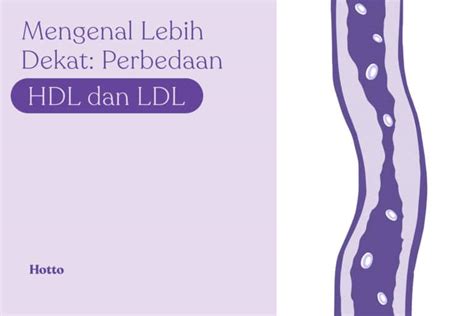 Perbedaan Hdl Dan Ldl Cara Menjaga Kolesterol Normal Perbedaan Hdl Dan Ldl Cara Menjaga Kolesterol Normal