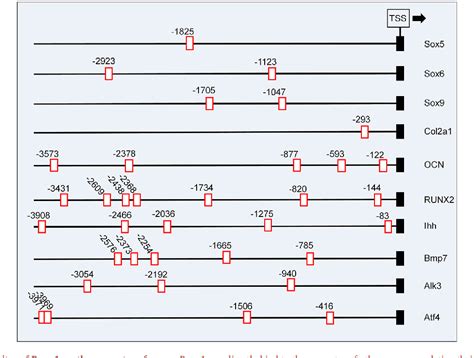 figure 2 from the roles of runx1 in skeletal development and