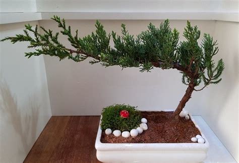 خرید و قیمت جونی پروس کاج رونده