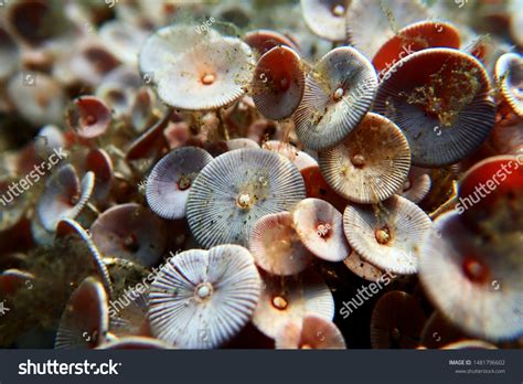 Acetabularia Labeled Dissection Scope