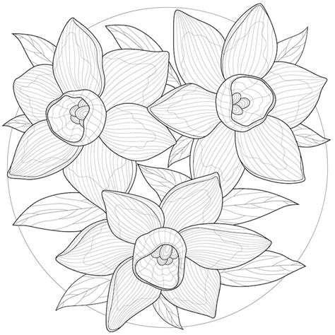 수선화 꽃 색칠 페이지 이미지 Freepik에서 무료 다운로드