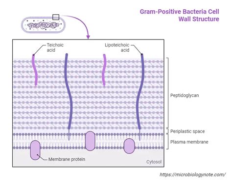Eubacteria Definition And Examples Biology Online Dictionary