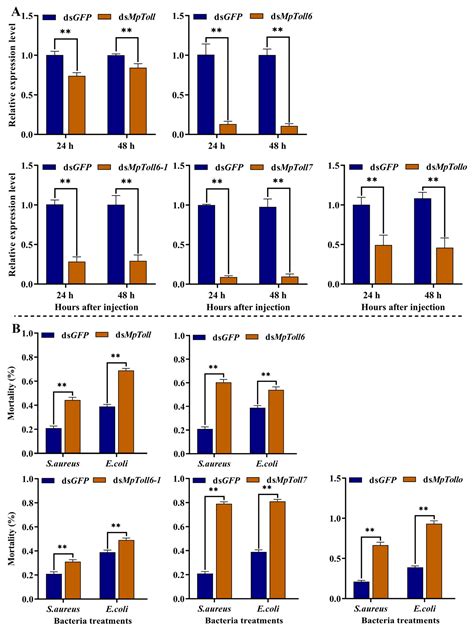 Characterization And Functional Analysis Of Toll Receptor Genes During Antibacterial Immunity In
