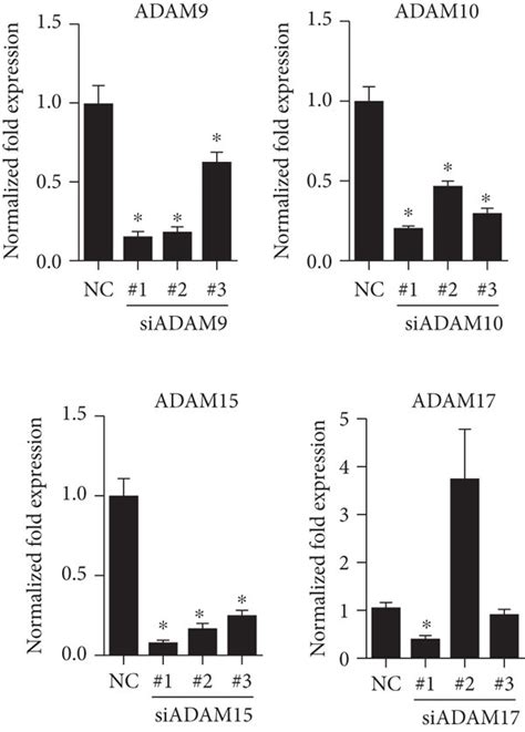The Silence Of Adam17 Reversed The Shedding Of E Cadherin Caused By Download Scientific Diagram
