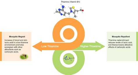 Are You Attractive Connections Between Low Thiamine And Mosquito Bites