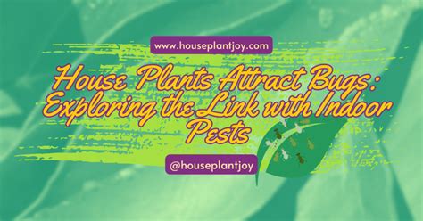 House Plants Attract Bugs Exploring The Link With Indoor Pests