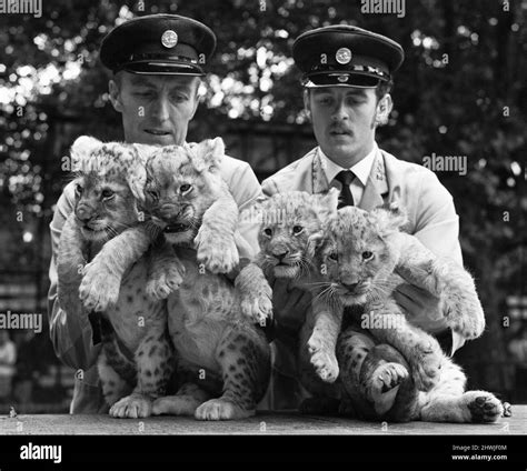 Four Lion Cubs Born To Kim And Singh On The 10th June 1971 Met
