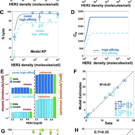 Protein Abundance Structured Population Dynamic Model For Car T Cell Download Scientific