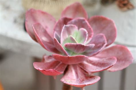 다육이 선인장 Pixabay의 무료 사진 Pixabay