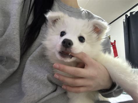 6개월 스피츠믹스 여아 무료분양 유기견 무료분양 And 강아지 고양이 입양 사이트 유기견보호센터