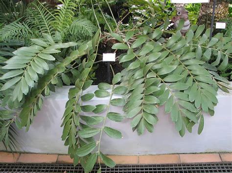 Cardboard Palm Care Indoors Easy 9 Step Complete Care Guide