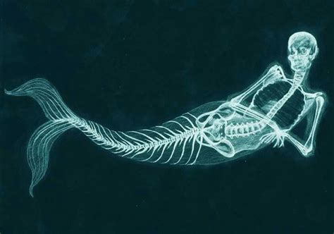 Skeleon Mermaid Skeleton Mermaid Board Mermaid