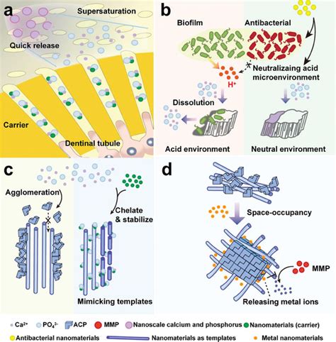 Unraveling Nanomaterials In Biomimetic Mineralization Of Dental Hard Tissue Focusing On