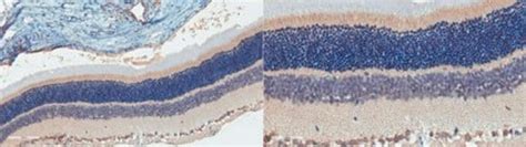 Versican Sigma Aldrich