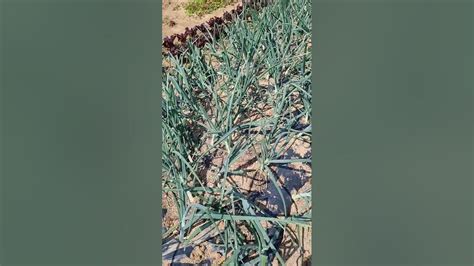 양파김치 담기위해 솎아낸 후 양파생육 Youtube