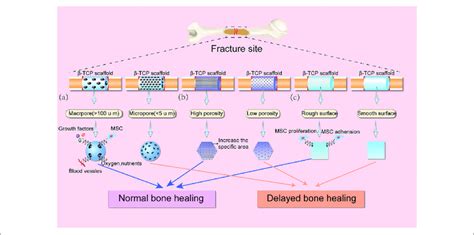 Schematic Diagram Showing The Effects Of Various Physical Features Of Download Scientific